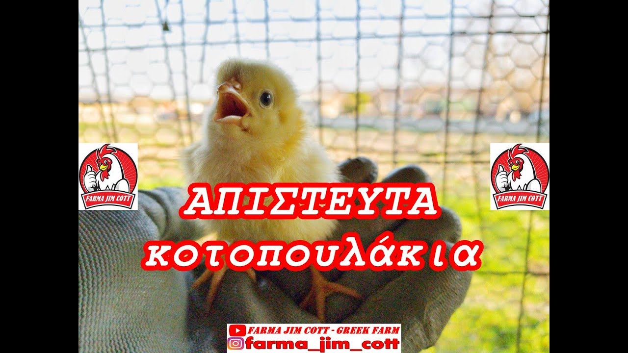 ΑΠΙΣΤΕΥΤΑ κοτοπουλάκια | #farmajimcott #farma #chicken #egg #world # ...