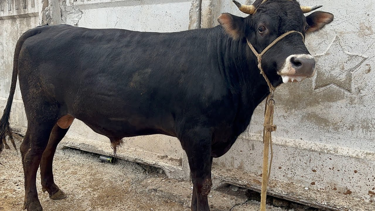 KUCHAT BUQACHALAR VA BOQMA BUQA NARXLARI QIRĞISTON PARUDA BUQA KUP ...