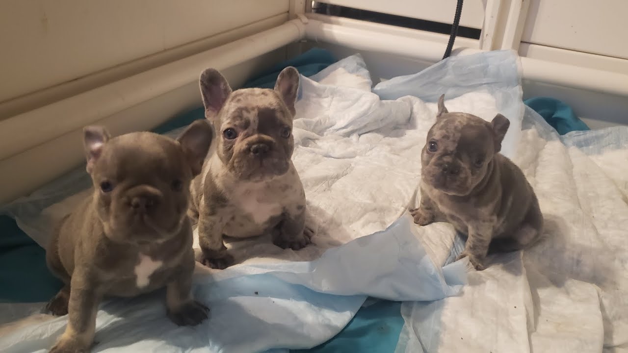 frenchies enjoy the morning.. - YouTube