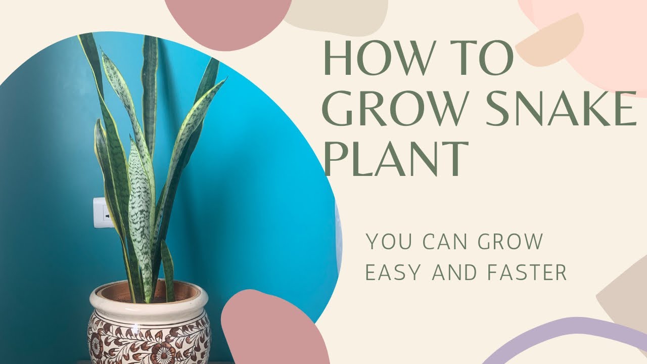 How to grow snake plant easy and faster!!!🐍🍀 - YouTube