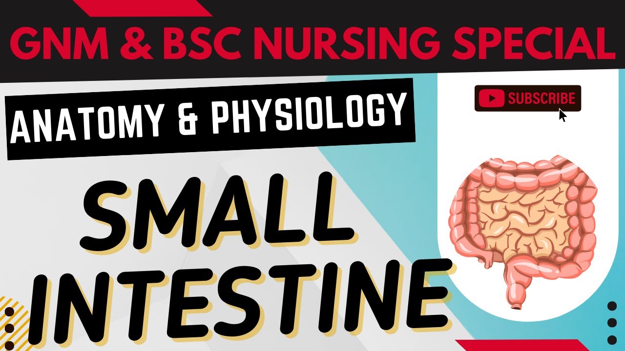 Small Intestine Anatomy and Physiology || Layers || Functions || Parts ...