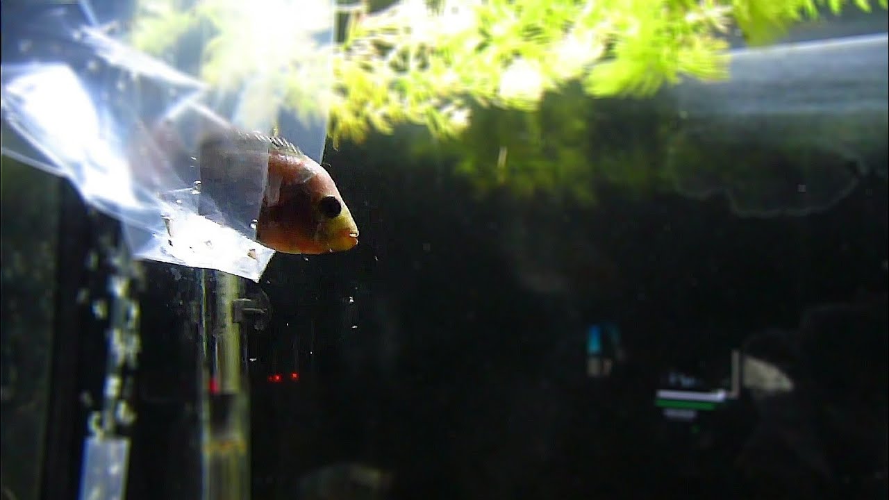My New Flowerhorn : Female Super Red Dragon Flowerhorn Cichlid - YouTube