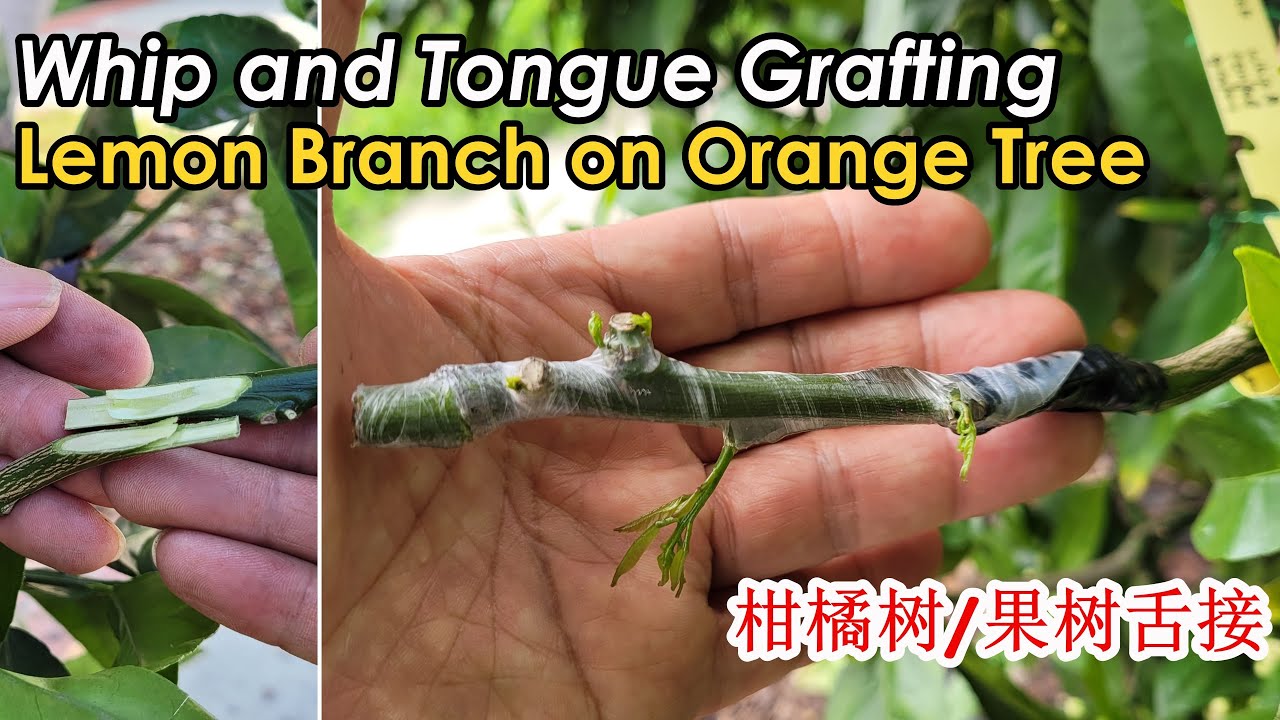 Grafting Lemon Scion wood on Orange Tree Using Whip and Tongue Grafting ...