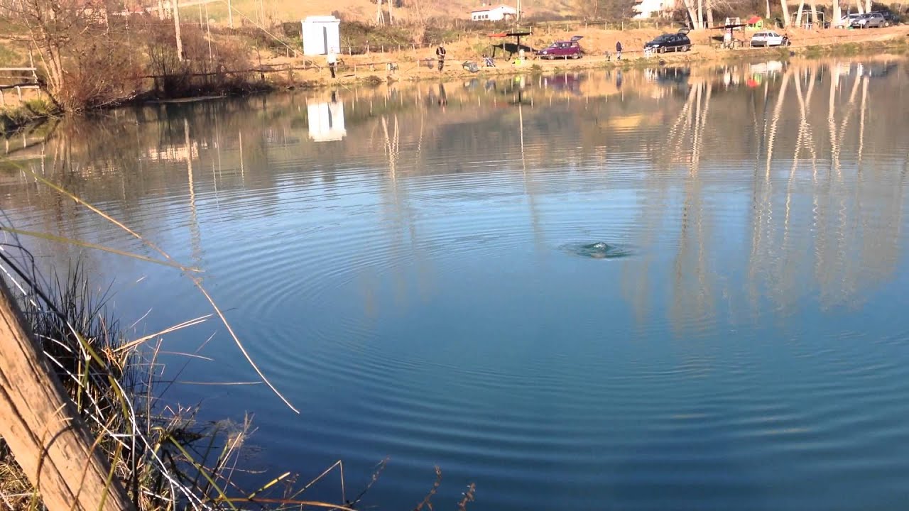Lago dei Sabini (Collevecchio RI) - Trota Iridea con la mosca secca ...