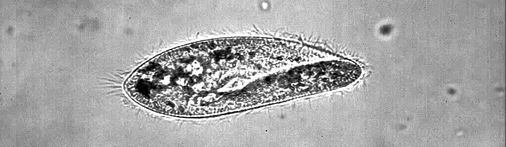 Paramecium swimming with its cilia - YouTube