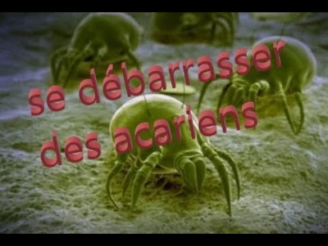 Tout savoir sur les acariens, comment les éviter, s'en débarrasser, et ...