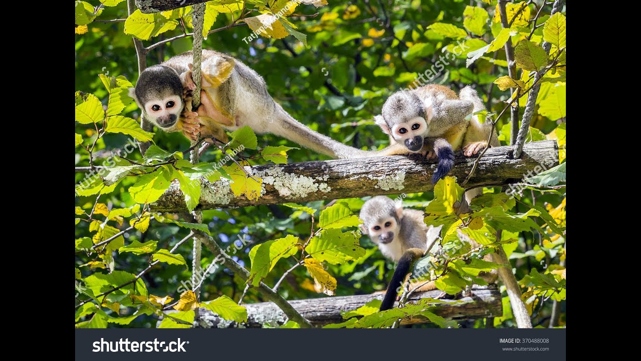 Squirrel Monkeys flying through our trees on the plantation. - YouTube