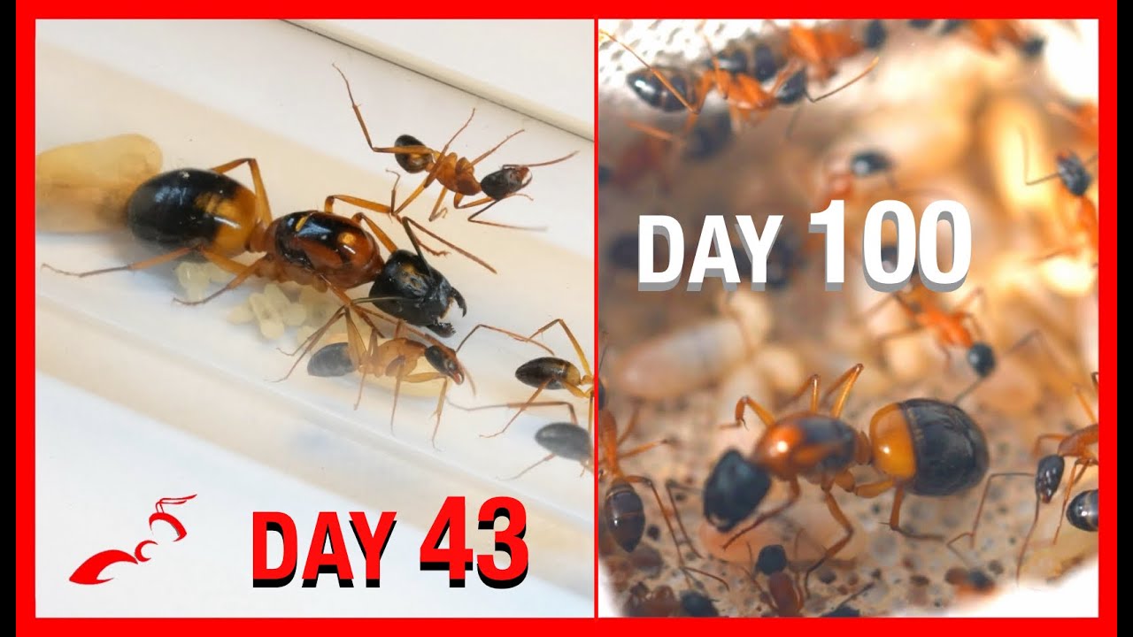 I Kept a Queen Ant for 100 Days - Capture to Colony - YouTube