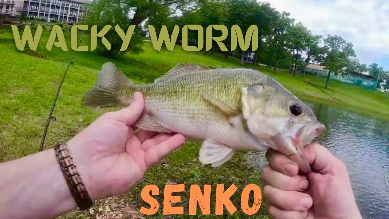 Using the Senko Wacky Rig to catch bass while bank Fishing at Table ...