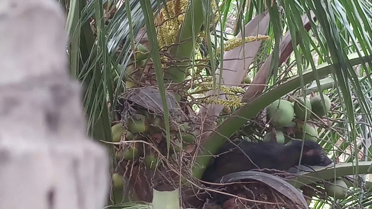 Gandha Gokul Climbed Up Coconut Tree - YouTube