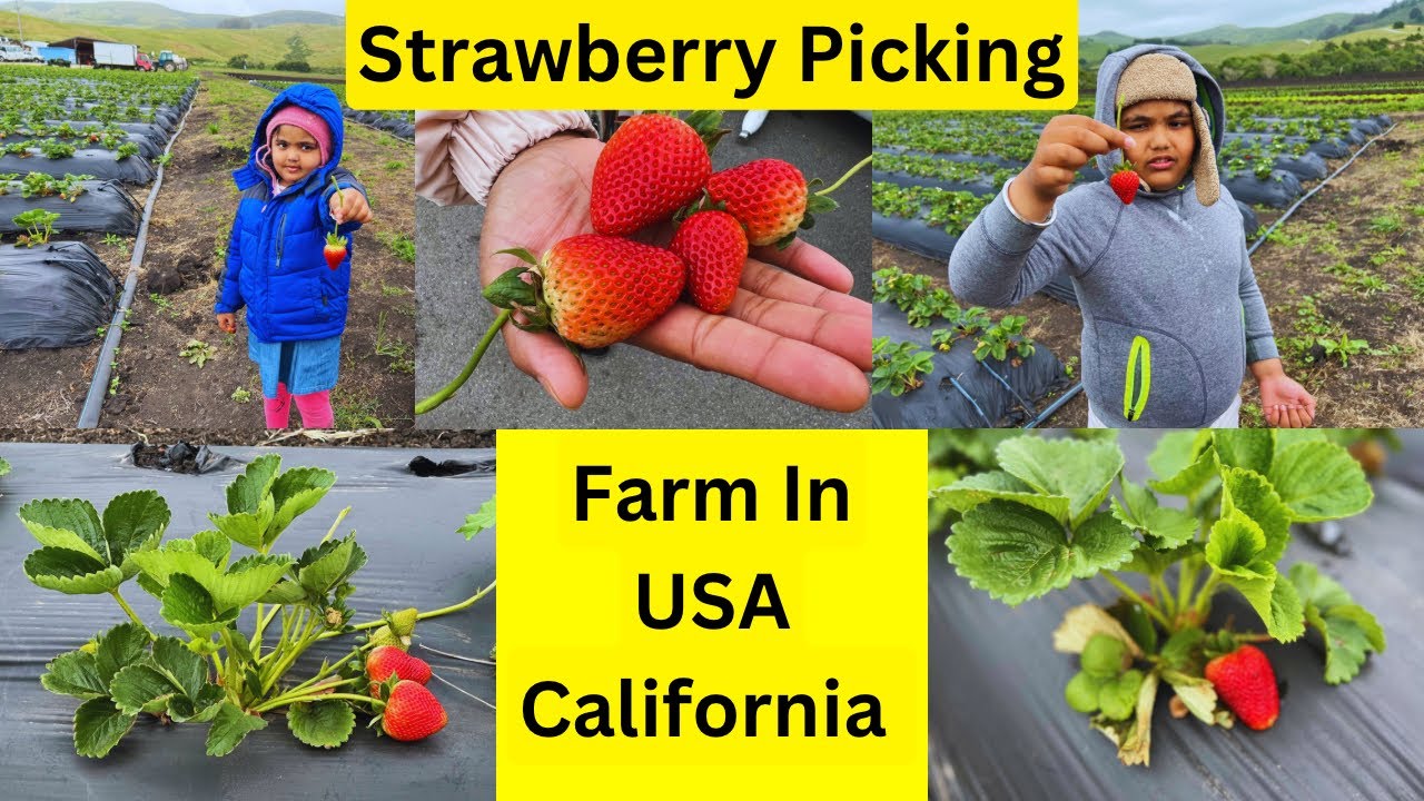 Strawberry picking in USA | strawberry farm | strawberry season ...