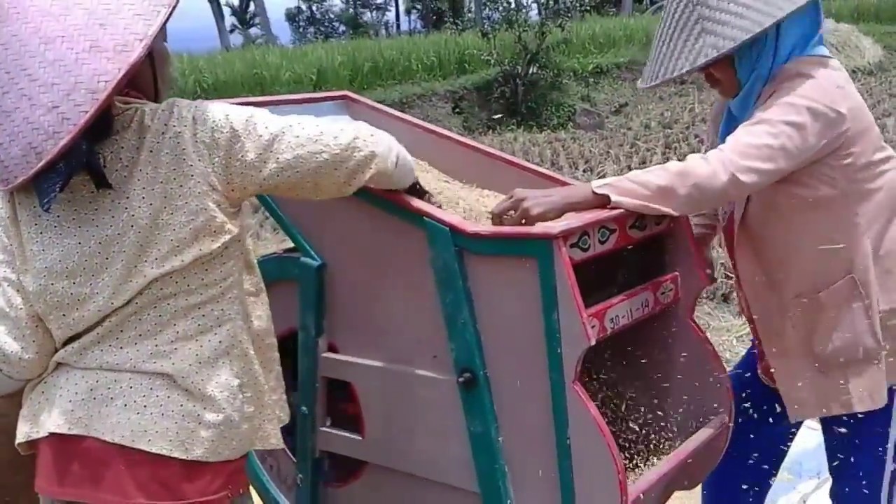 Alat sangat inovatif . Pembersih padi !!! - YouTube