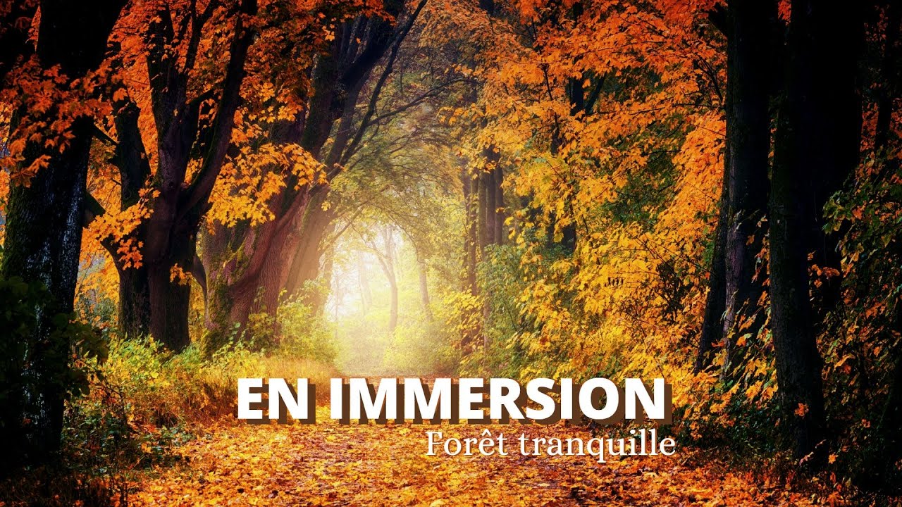 En immersion dans la forêt - ambiance bucolique, chant des oiseaux ...
