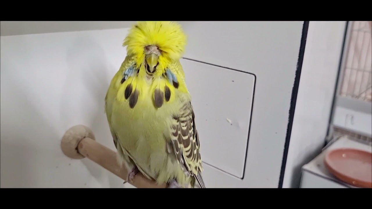 World Online Budgie Show inscription 5 WOBS Budgie Planet 2021 - YouTube