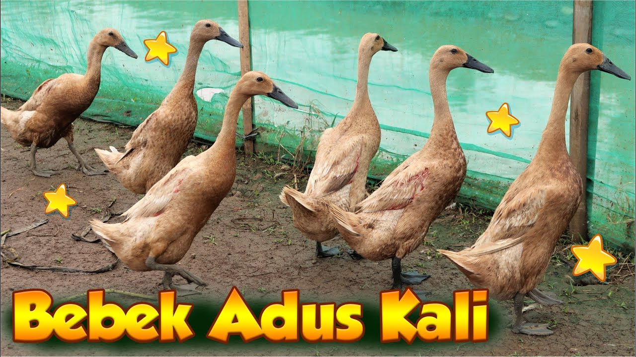 Bebek / Bebek Adus Kali Bapak , Bebek Berenang Hd , Bebek Angsa Serong ...