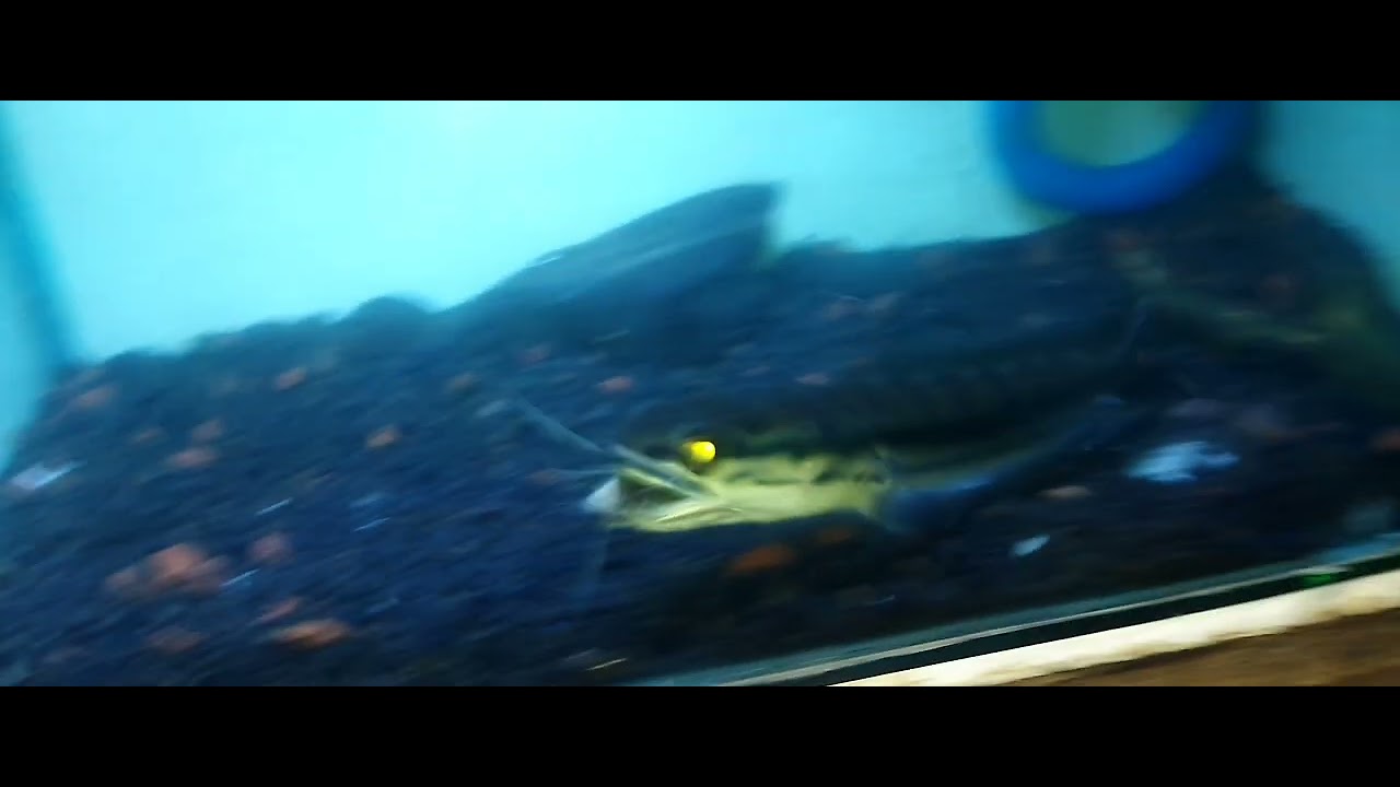 KEGANASAN BABY TOMAN UK 10 CM - YouTube