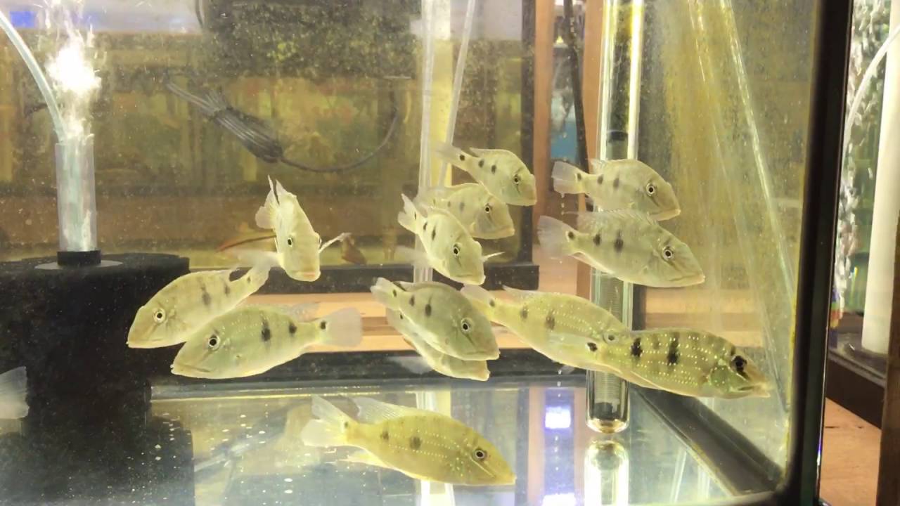 Satanoperca daemon (Threespot Eartheater) Geophagus For Sale - YouTube