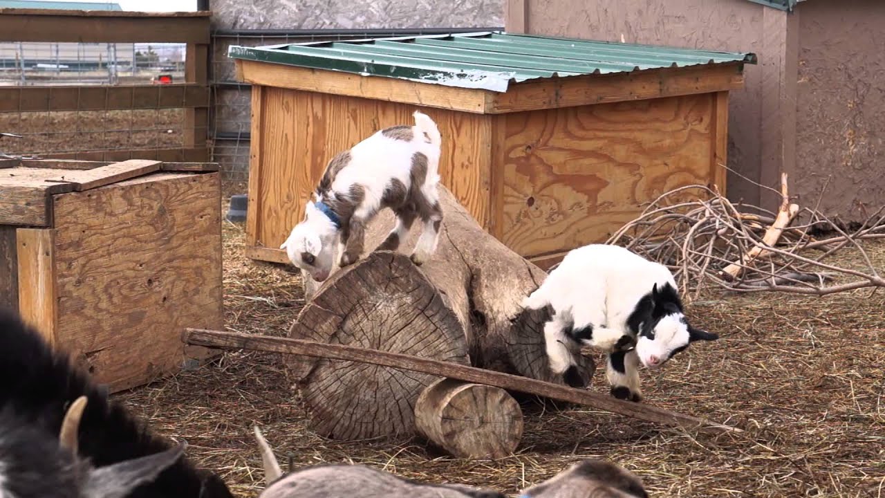 Baby Fainting Goats Playing Teeter Totter - YouTube