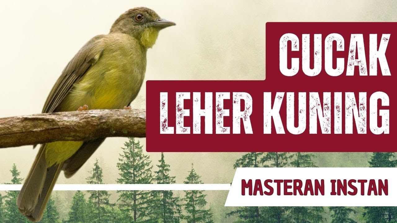 Masteran Cucak Leher Kuning Gacor Jernih - YouTube