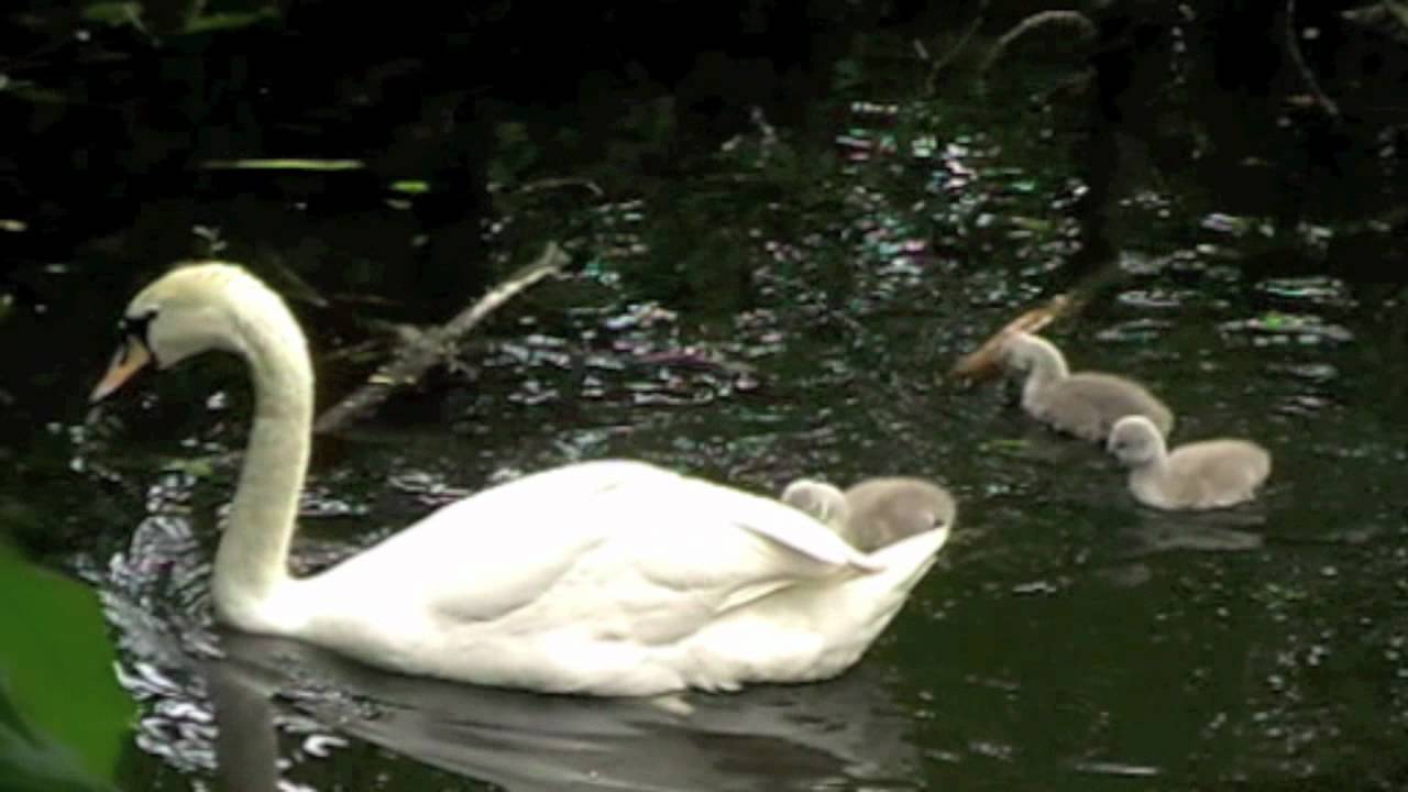 Swan Life - Episode 5 - YouTube