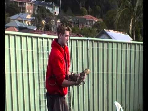 lace monitor handling training part 2 - YouTube
