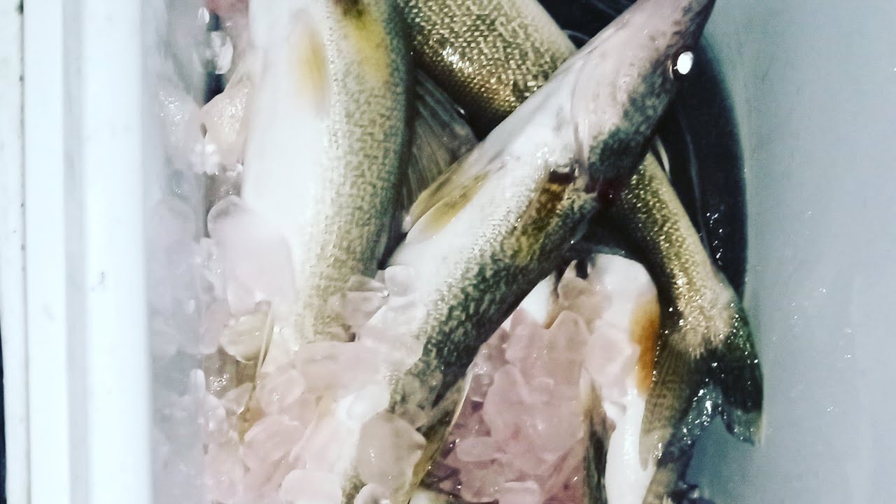 This week's fishing report along with BOWFISHING THE LONER CARP - YouTube