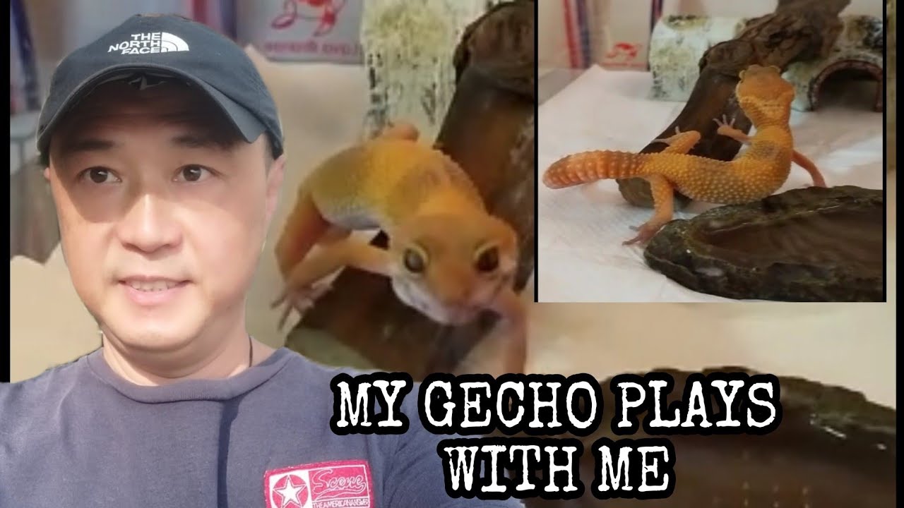MY GECHO PLAYS WITH ME #cute #gecho #happy - YouTube