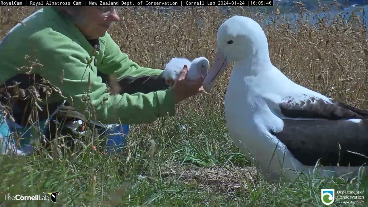 Albatross Royal Albatross Hatchling Gets A Weight Check From Rangers