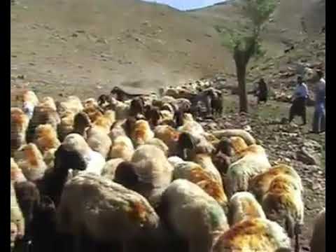 Le le Dine ciya bılında ez te nabinim#kürdistan