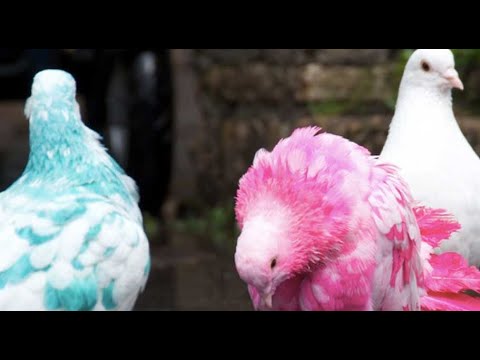 Güvercin Çatal Kemiği nedir ? Güvercin Çatalı Nasıl Kırılır ?