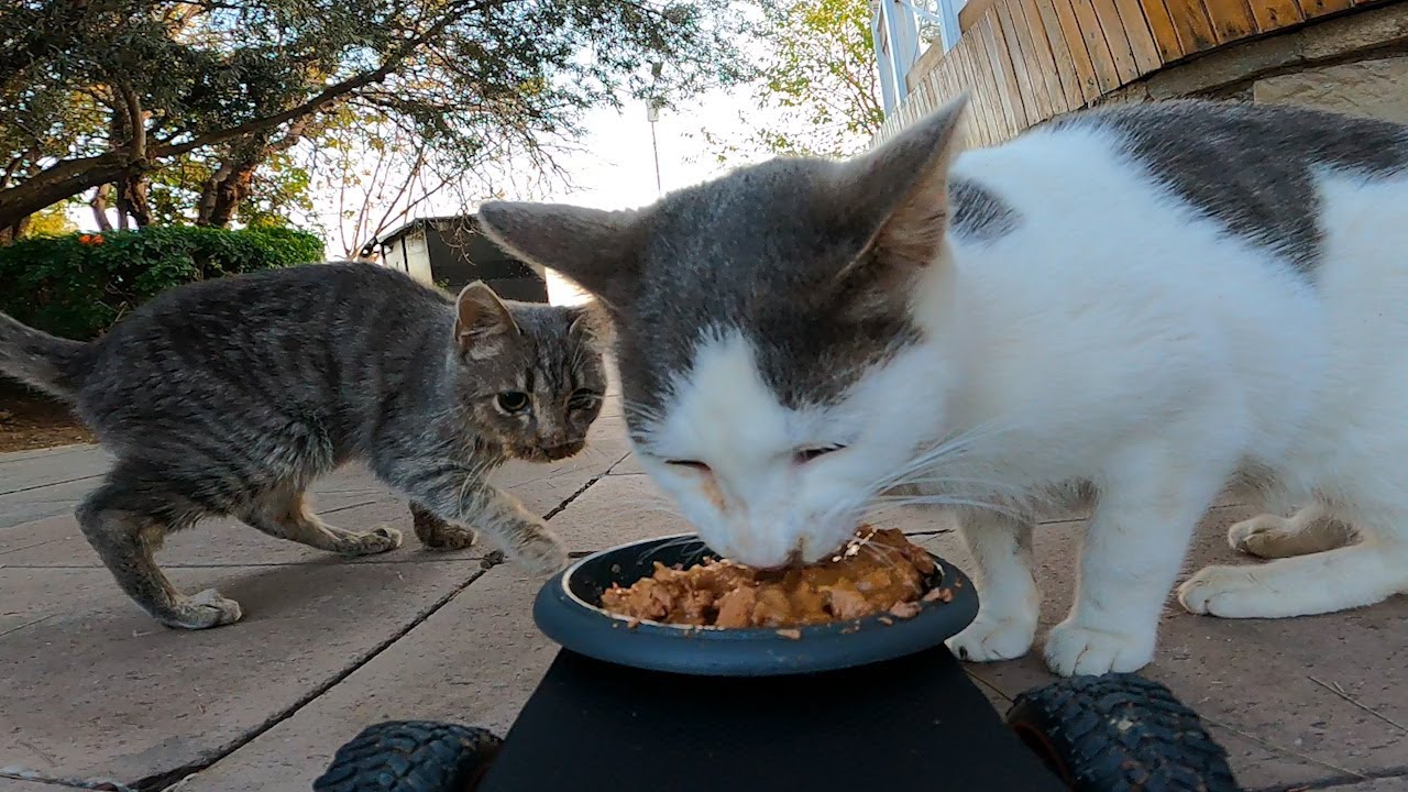 Feeder bot brought food to starving stray cats! - YouTube