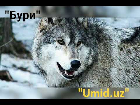 "BO'RILAR" HAQIDA...02.17.2019 - YouTube