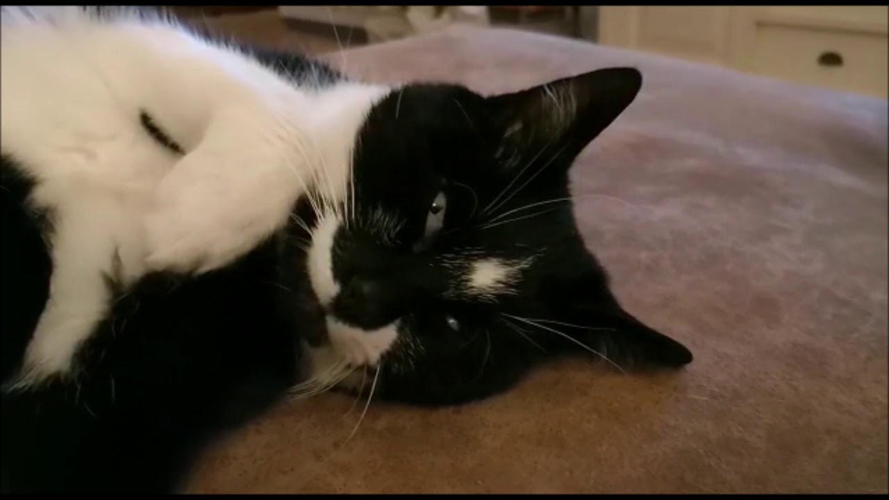 Dreaming cat with REM moving eyes. - YouTube