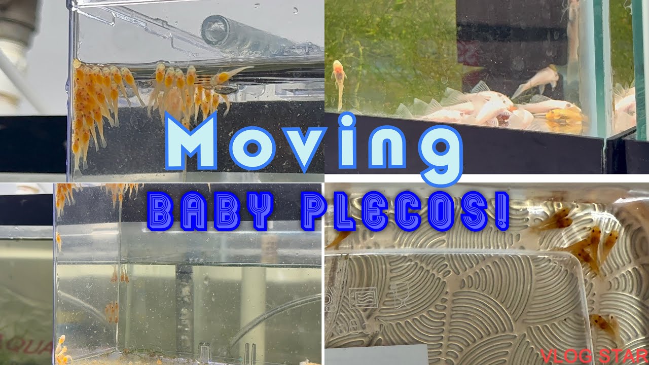 MOVING BABY PLECO FRY! Transferring baby plecos! #pleco #babies - YouTube