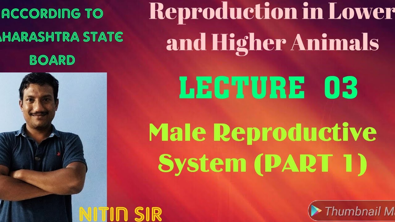 Male Reproductive System Part(01) - YouTube