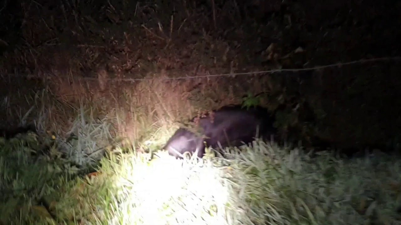 lamping foxes N.Ireland 20/21 pt2 - YouTube