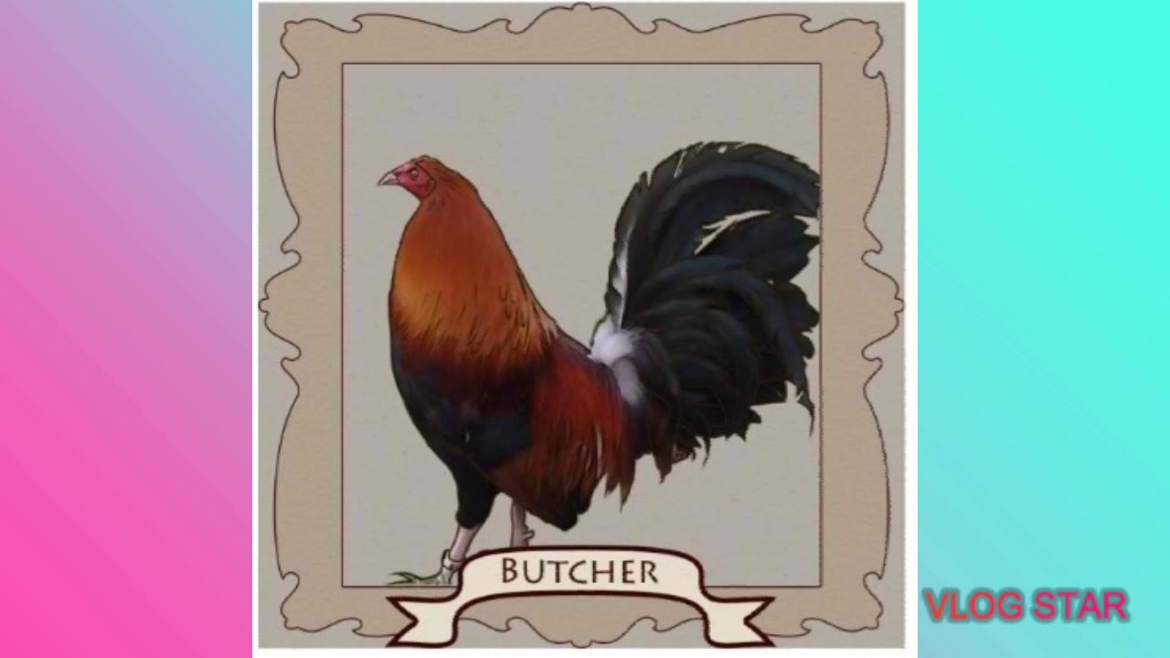 BUTCHER Bloodline History Gamefowl - YouTube