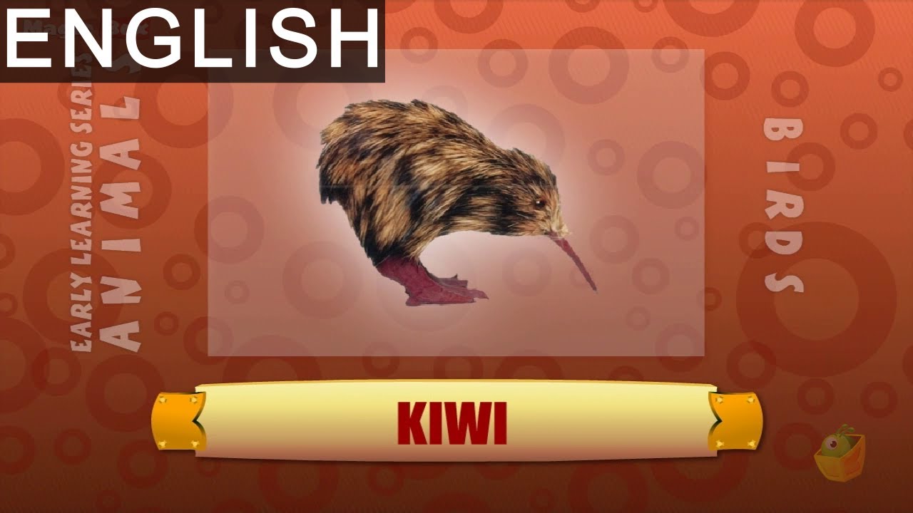 Kiwi - Birds - Pre School - Animated /Cartoon Educational Videos For ...