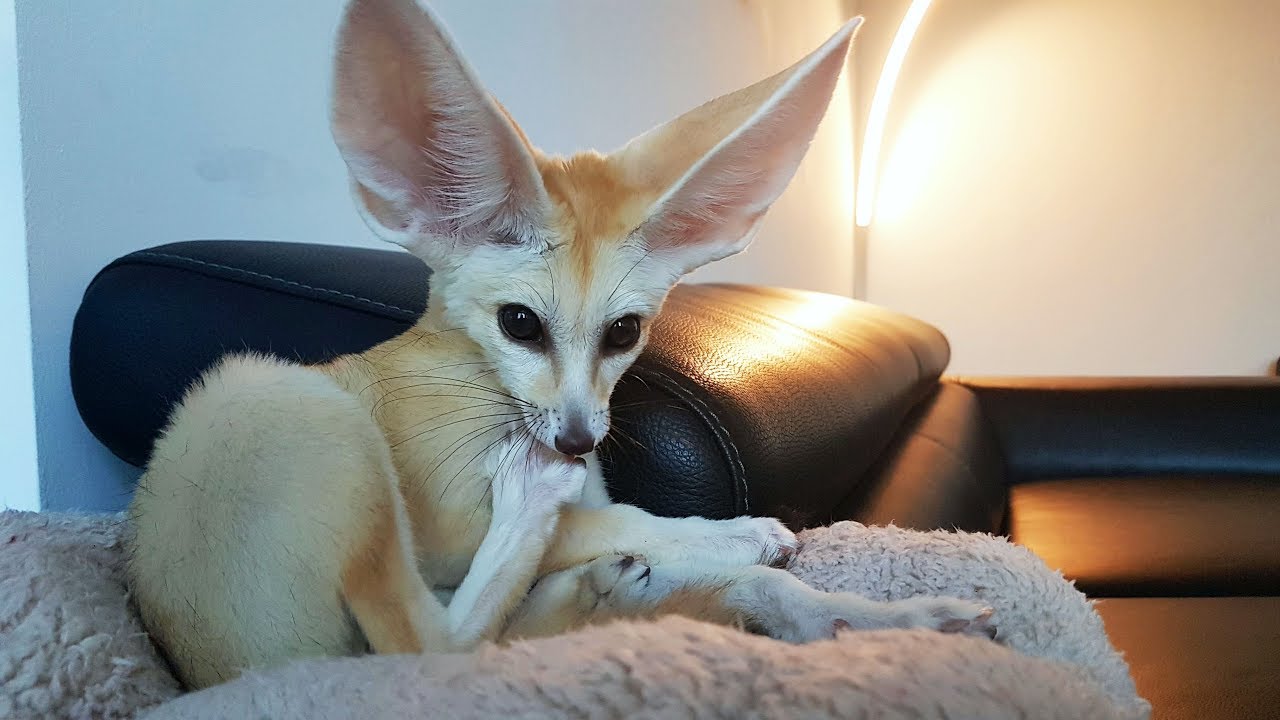 Fennec likes to dig dig dig... - YouTube