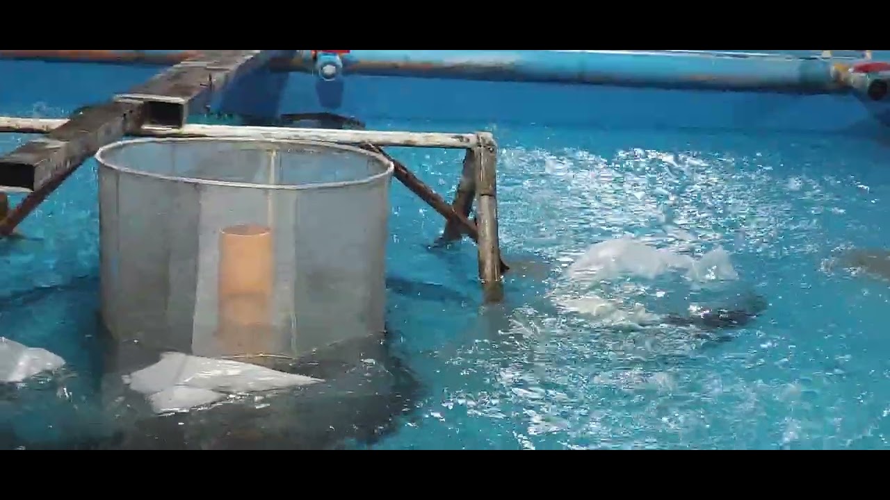 PHILIPPINE BABY EEL ANGUILA BICOLOR PACIFICA FOR CULTURE EEL FARM(3 ...