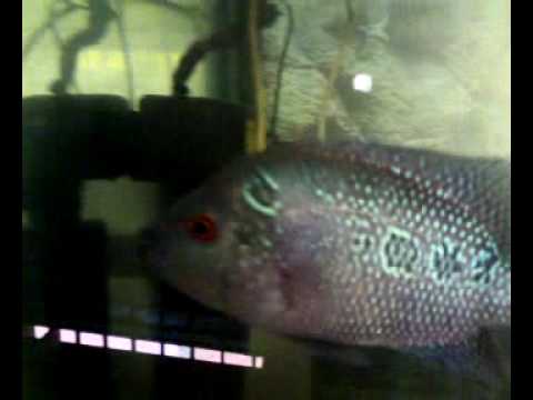 trimac cichlid - YouTube
