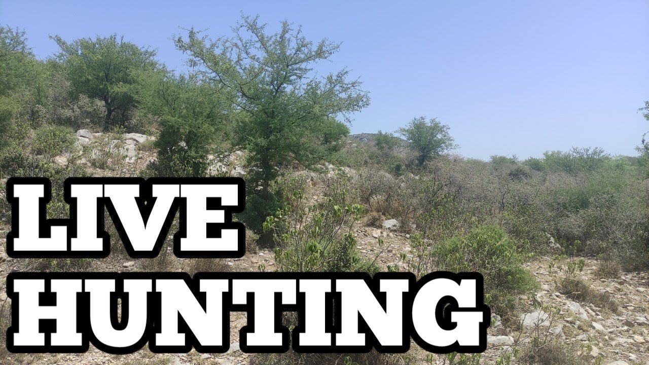 Live Hunting Stream Vlog#huntingbee#hunting#huntingvlog - YouTube