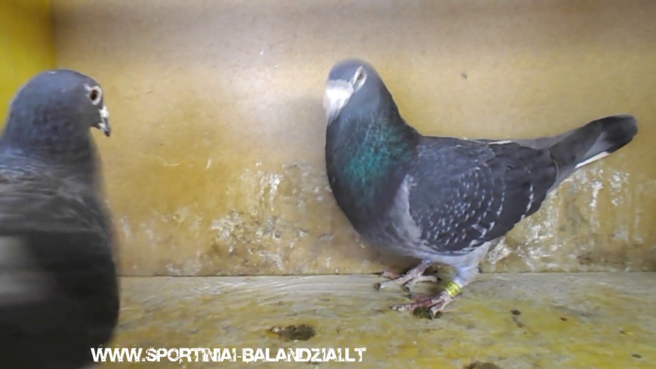 Sportinių balandžių vestuvių metas | www.Sportiniai-balandziai.lt - YouTube