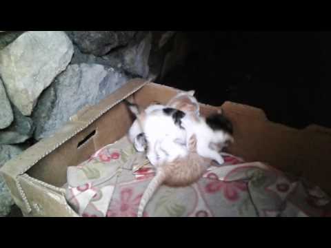 BU KEDİLERİ İZLEYEN PİŞMAN OLMAZ :))