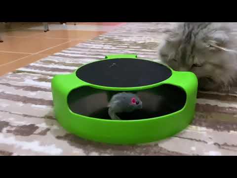 Bu işte bir terslik var gibi uyuz kedi bi oynamadın