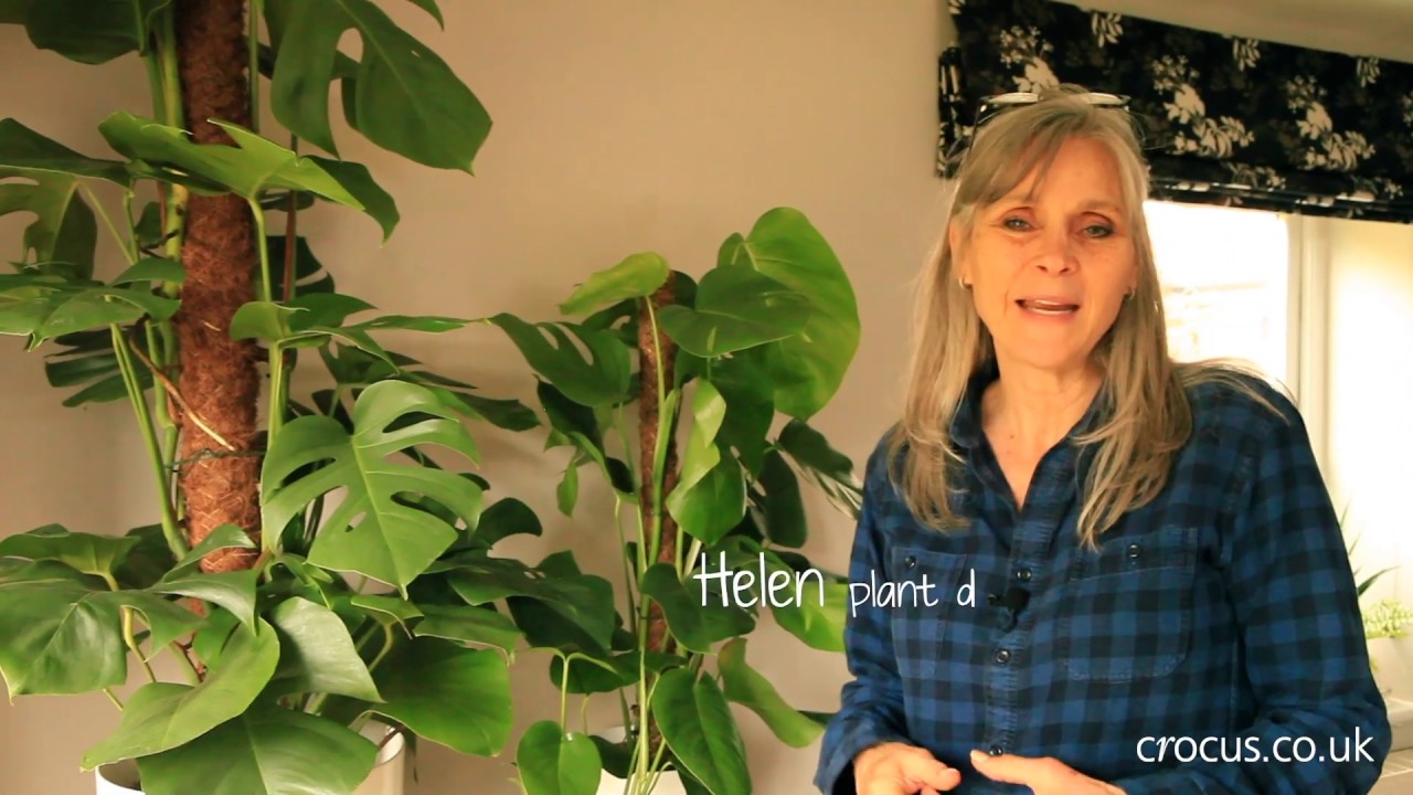 How to grow Monstera | Crocus.co.uk - YouTube