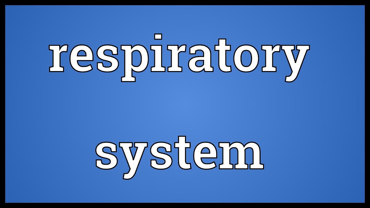 Respiratory System Meaning YouTube respiratory-system-meaning-youtube