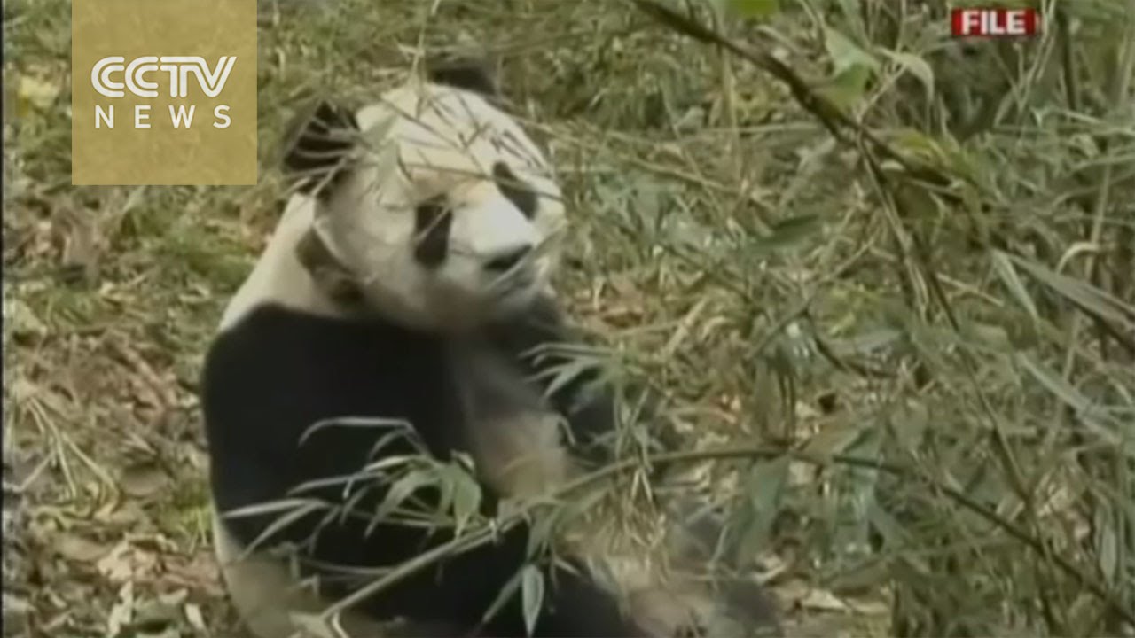 Giant panda scheduled to be released into wild later this month dies ...