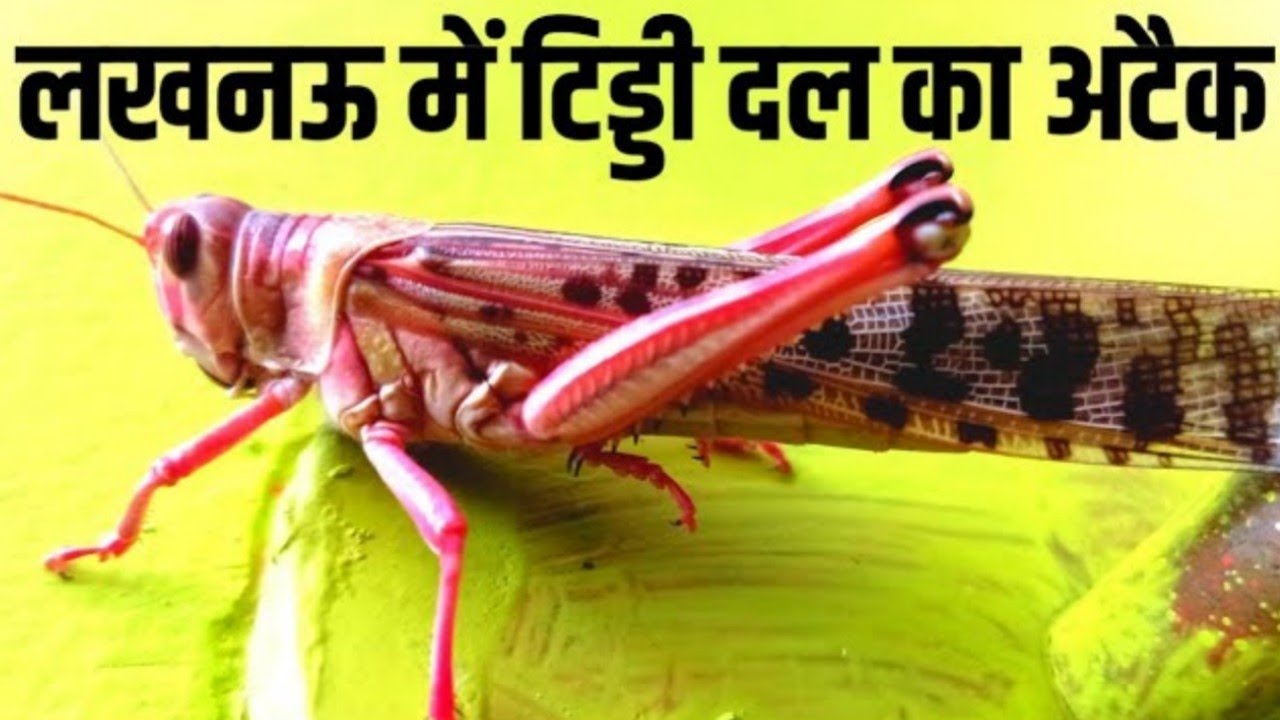 locust | tiddi dal attack lucknow | sitapur | टिड्डी दल | टिड्डी दल का ...