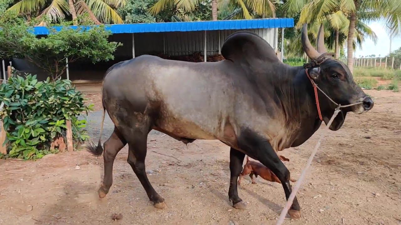 Kangayam Bull - YouTube